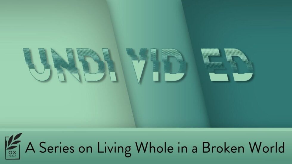 Undivided Series | OxNaz